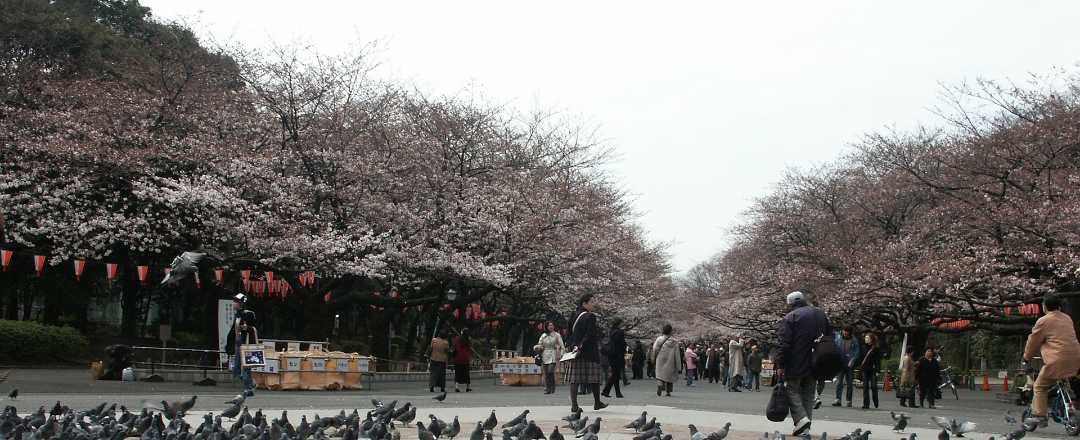 Ueno : le grand parc au coeur de Tokyo